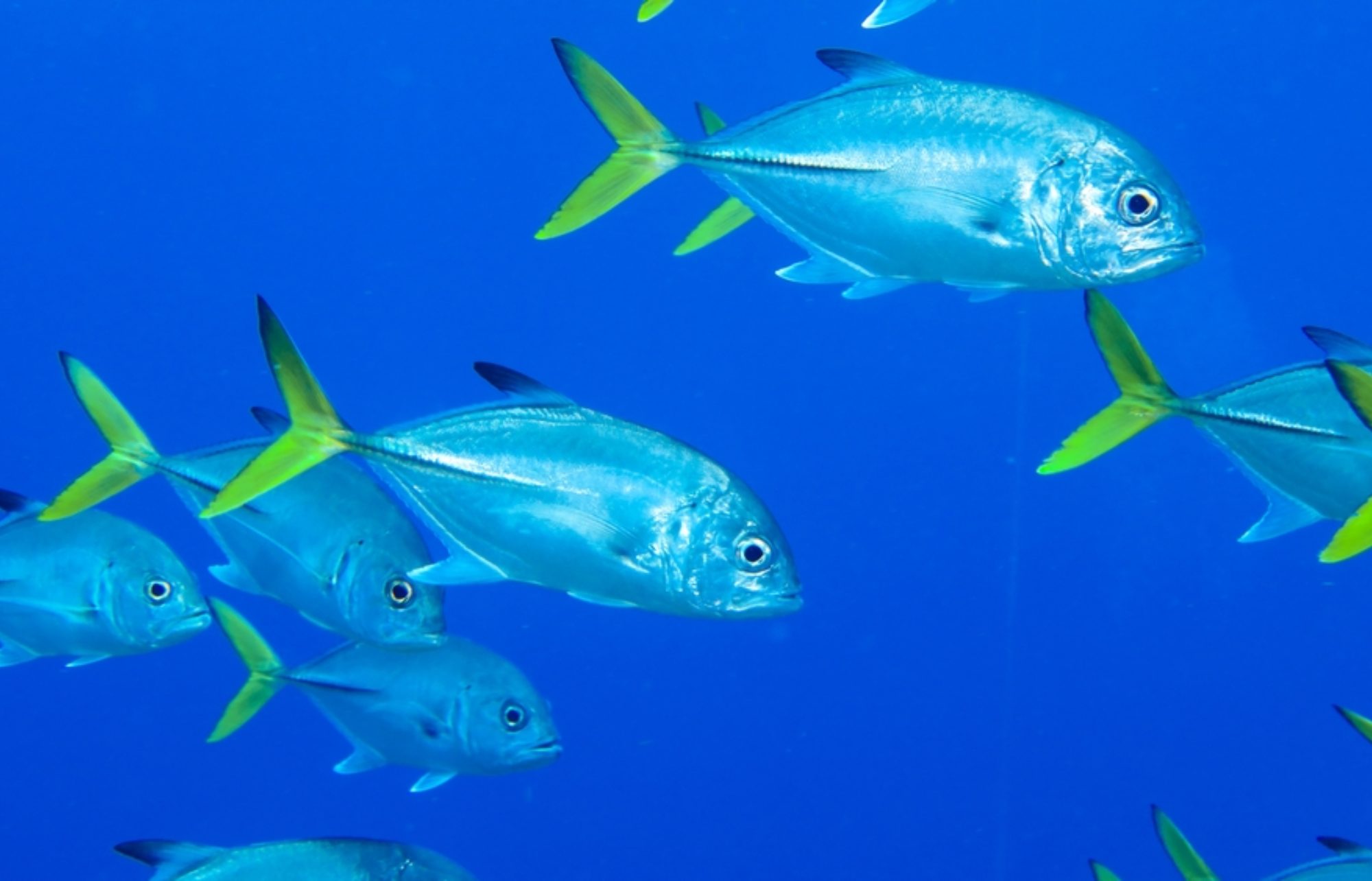 Snorkeling in Playa del Carmen | Best spots in 2025